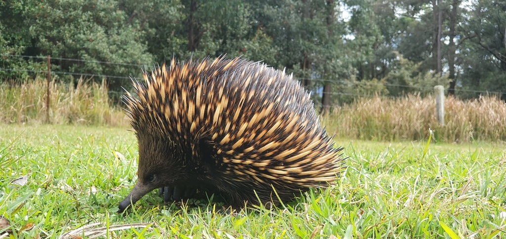 2023 Kangaroo Valley Annual Echidna Count – Kangaroo Valley Voice